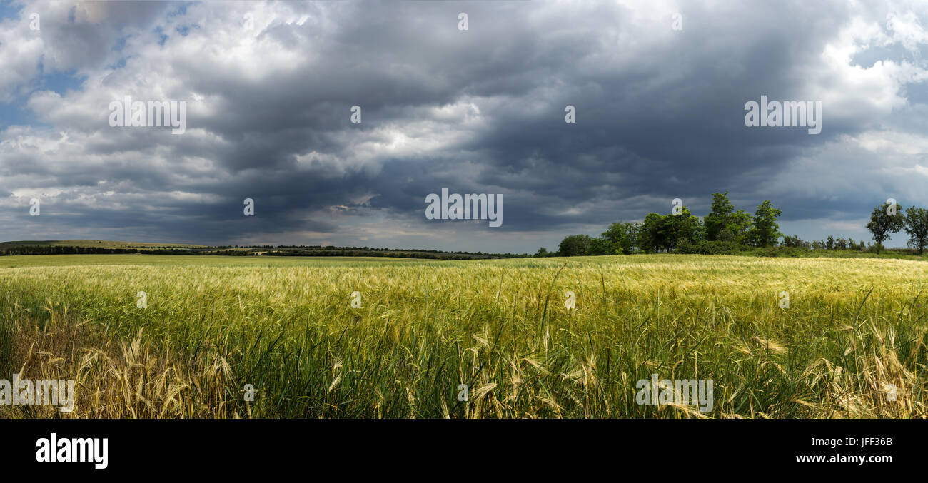 Reifender weizen -Fotos und -Bildmaterial in hoher Auflösung – Alamy