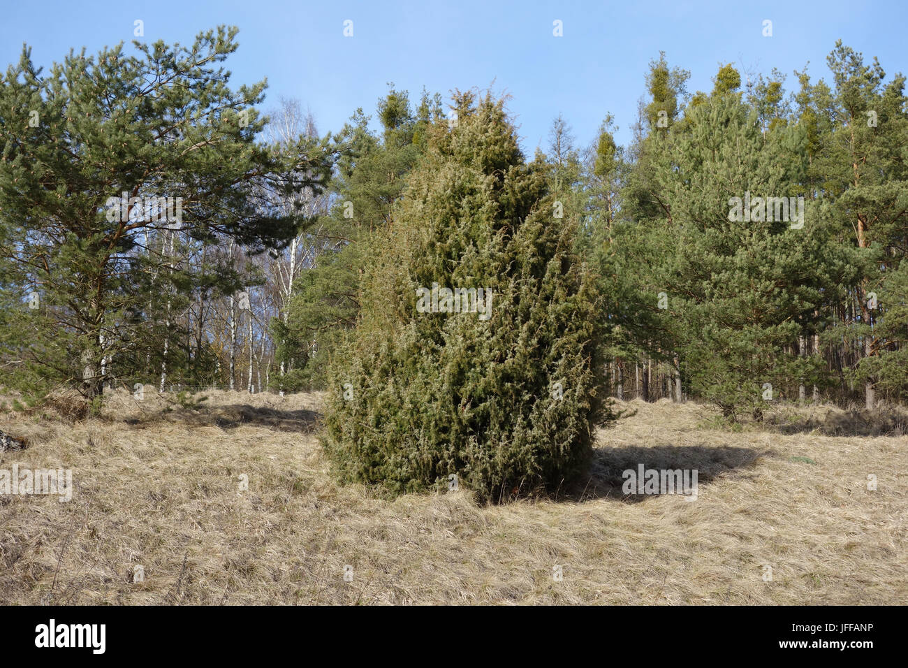 Wacholderbaum mit beeren wacholder communis -Fotos und -Bildmaterial in ...