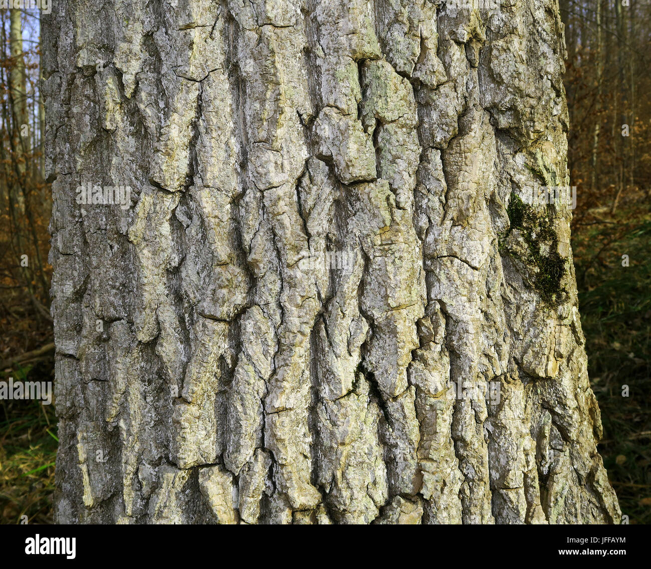 Schwarze pappelbaumrinde -Fotos und -Bildmaterial in hoher Auflösung ...