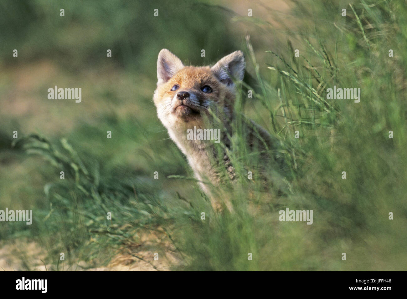 Süßer fuchs -Fotos und -Bildmaterial in hoher Auflösung – Alamy