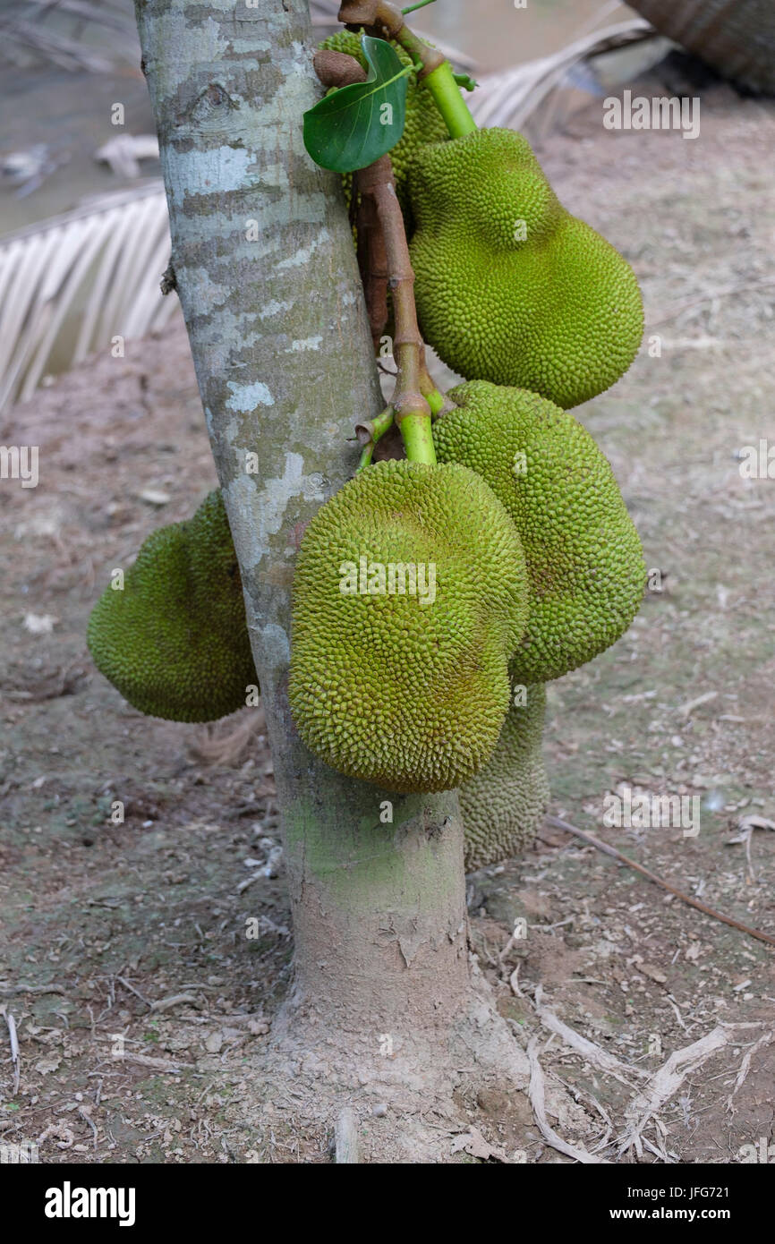Jackfruit Trees Stockfotos & Jackfruit Trees Bilder - Alamy