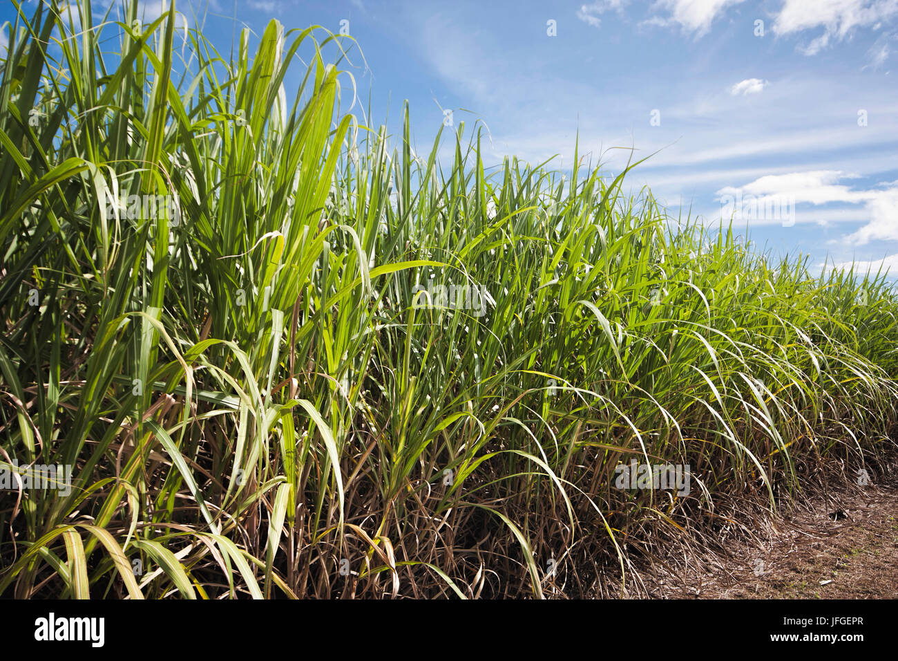 Sugar Cane Stockfotos und -bilder Kaufen - Alamy
