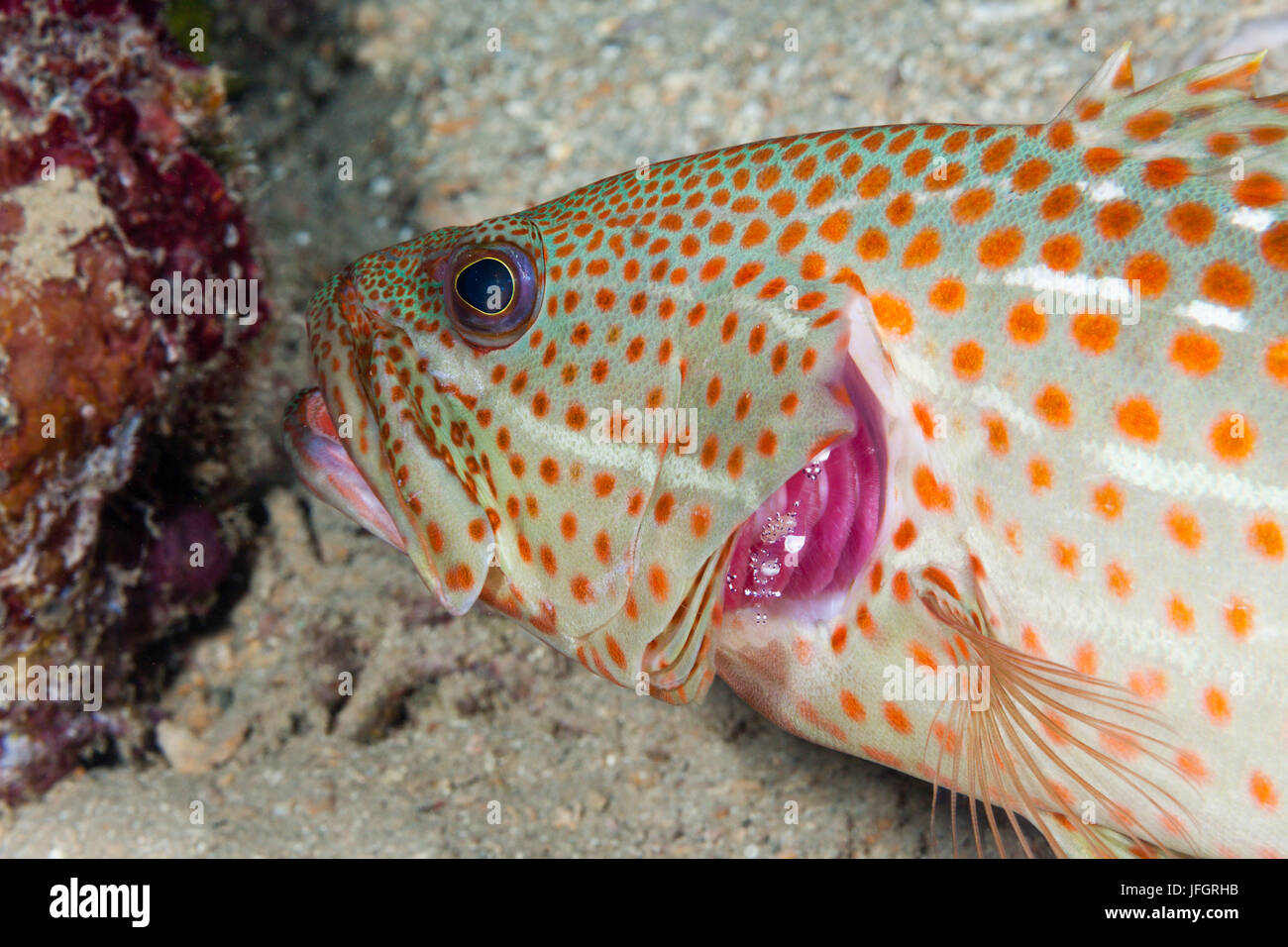 Spitzen Kopf Jag, die Barsche mit Garnelen, Anyperodon Leucogrammicus ...