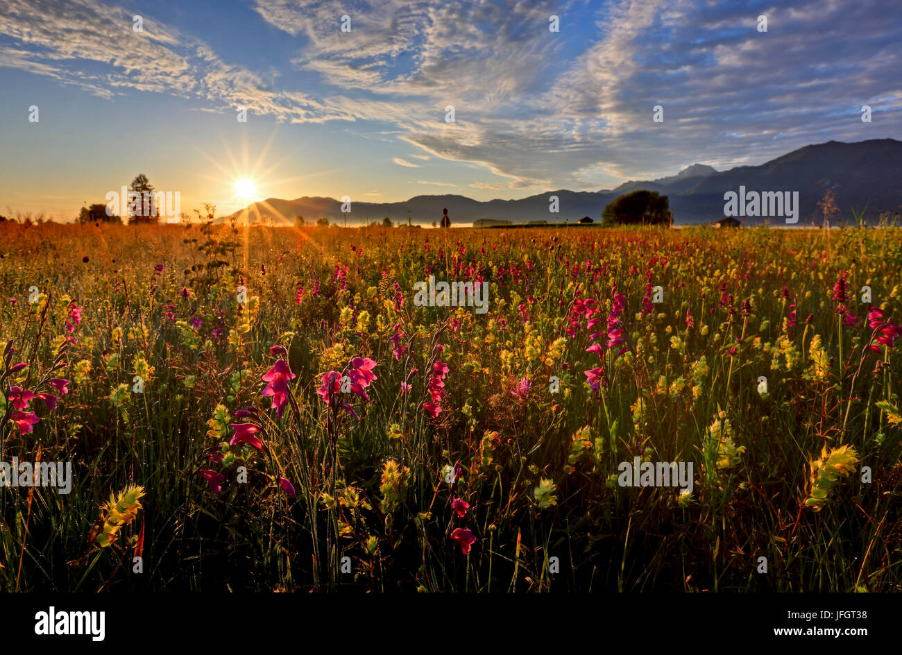Sumpf gladiolen gladiolus palustris im hintergrund benediktenwand ...