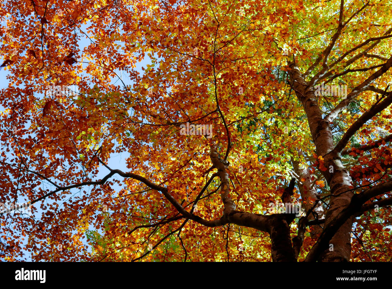 österreich buchenbaum herbst -Fotos und -Bildmaterial in hoher ...