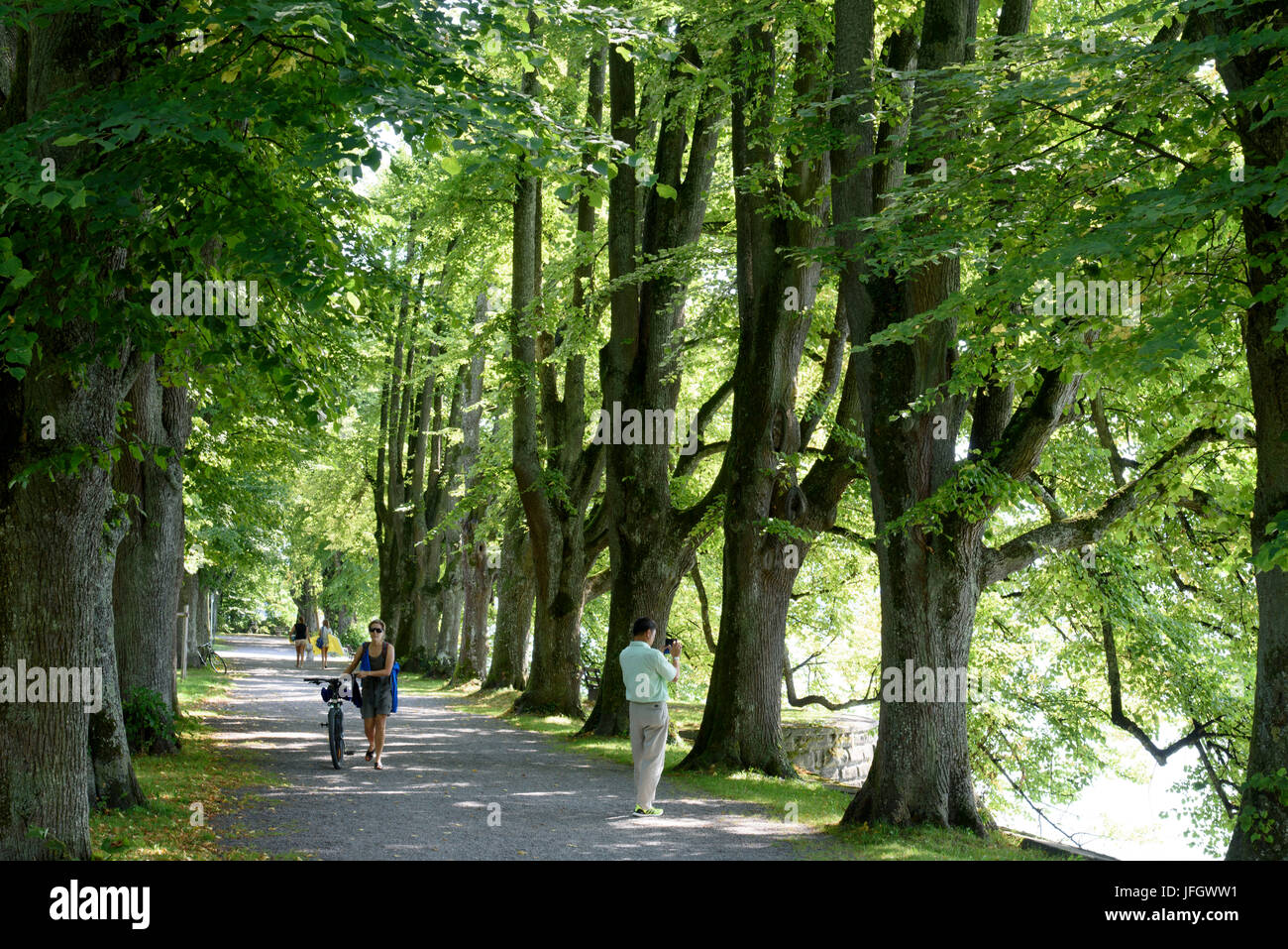 Allee im lindenhofpark -Fotos und -Bildmaterial in hoher Auflösung – Alamy