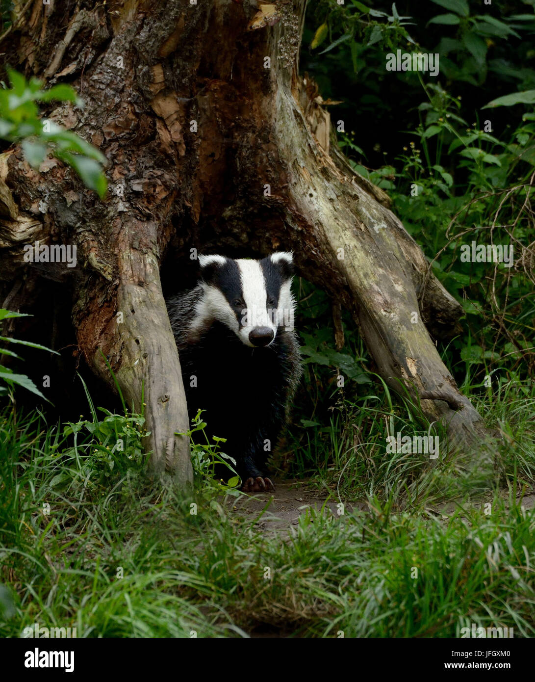 Dachs bau -Fotos und -Bildmaterial in hoher Auflösung – Alamy
