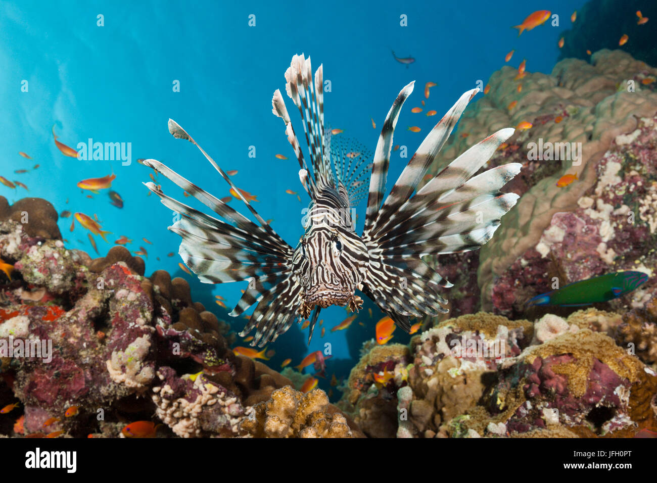 Fische des roten meeres -Fotos und -Bildmaterial in hoher Auflösung – Alamy