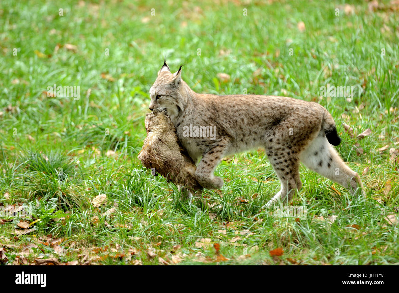 Luchs mit beute -Fotos und -Bildmaterial in hoher Auflösung – Alamy
