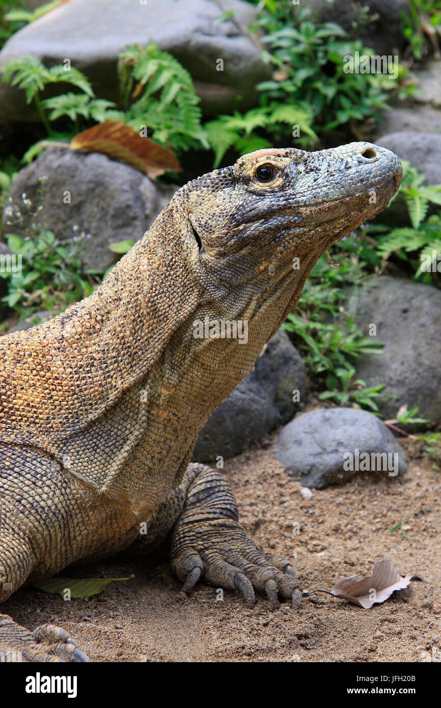 Komodo waran -Fotos und -Bildmaterial in hoher Auflösung – Alamy