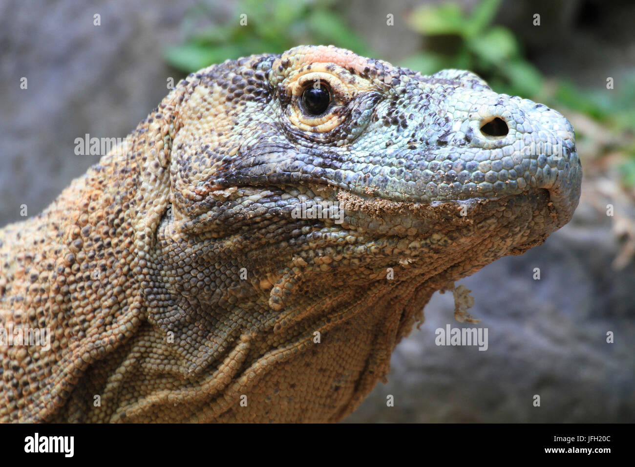 Komodo waran -Fotos und -Bildmaterial in hoher Auflösung – Alamy