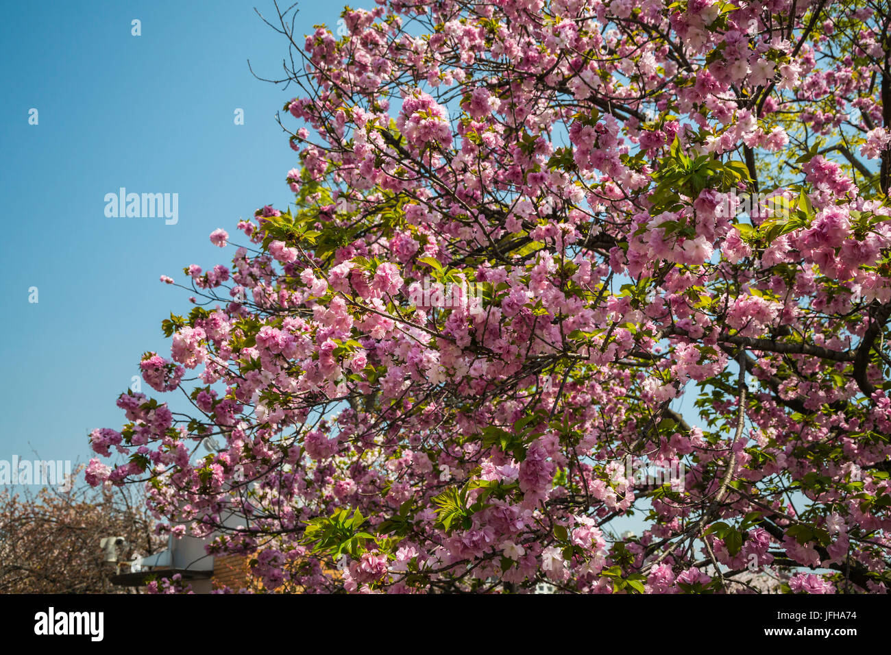 Sakura Osaka Stockfotos und -bilder Kaufen - Alamy
