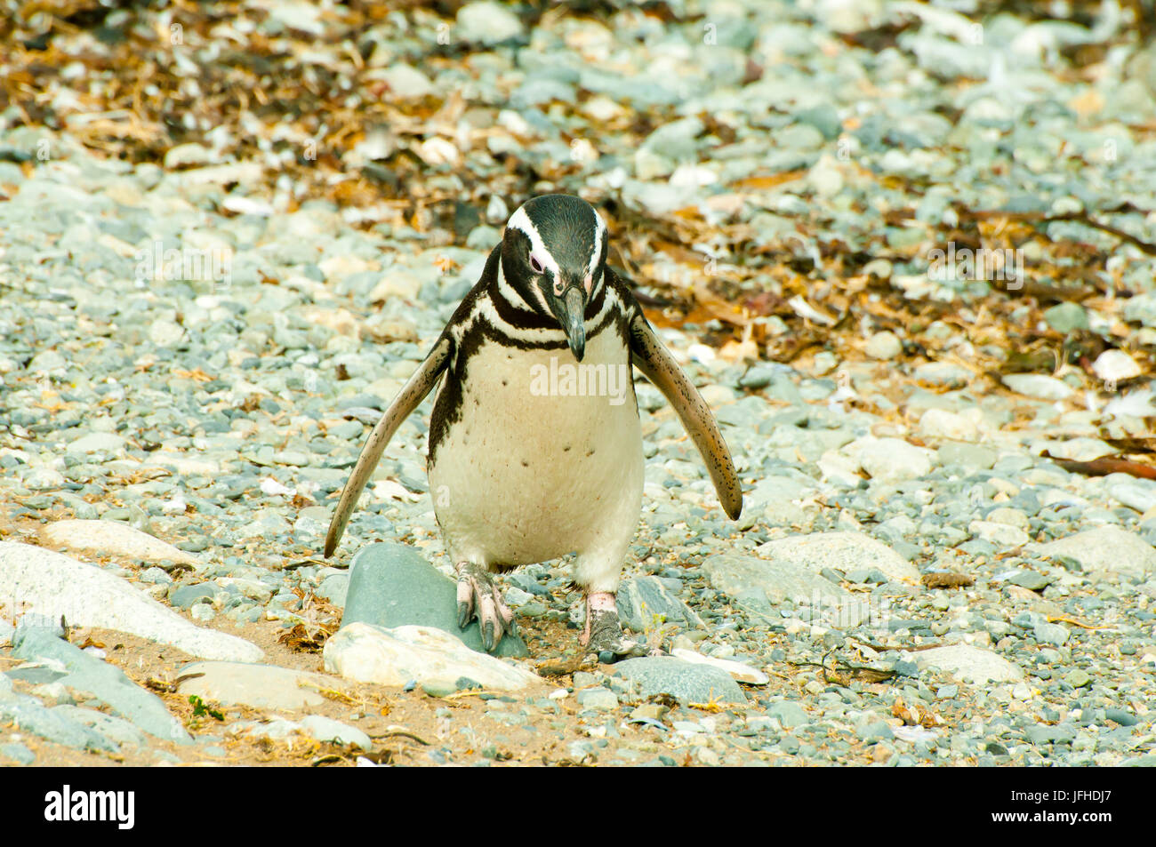 Magellan pinguine chile -Fotos und -Bildmaterial in hoher Auflösung – Alamy