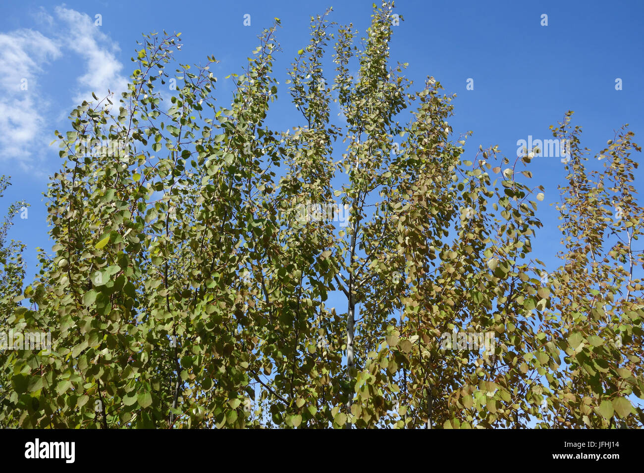 Populus tremula blüte -Fotos und -Bildmaterial in hoher Auflösung – Alamy