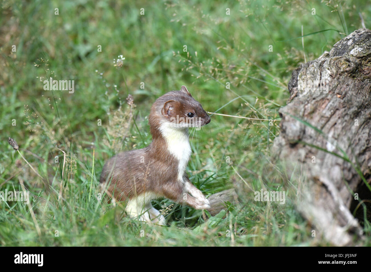 Schnee und hermelin -Fotos und -Bildmaterial in hoher Auflösung – Alamy