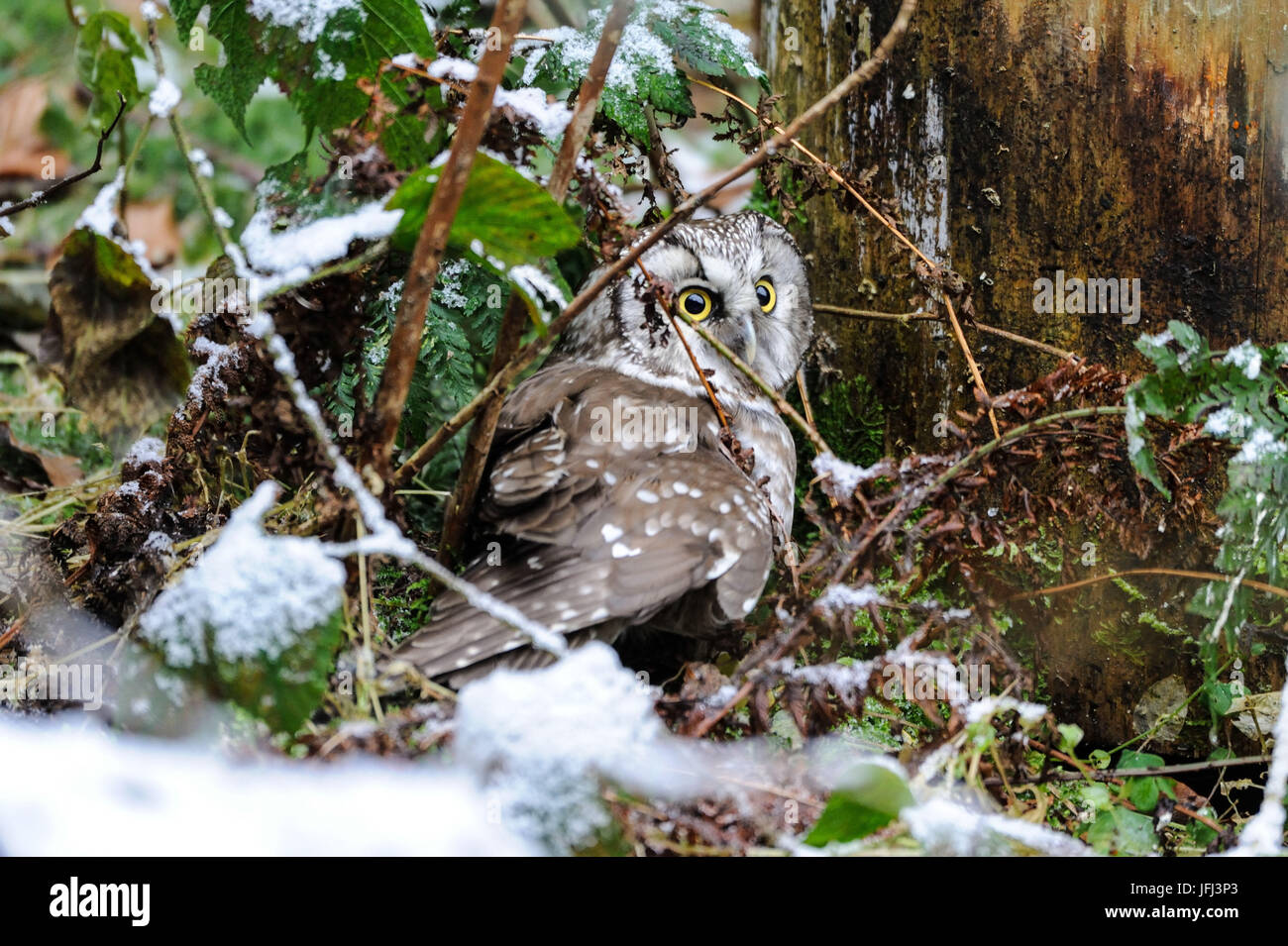Eule im winter -Fotos und -Bildmaterial in hoher Auflösung – Alamy