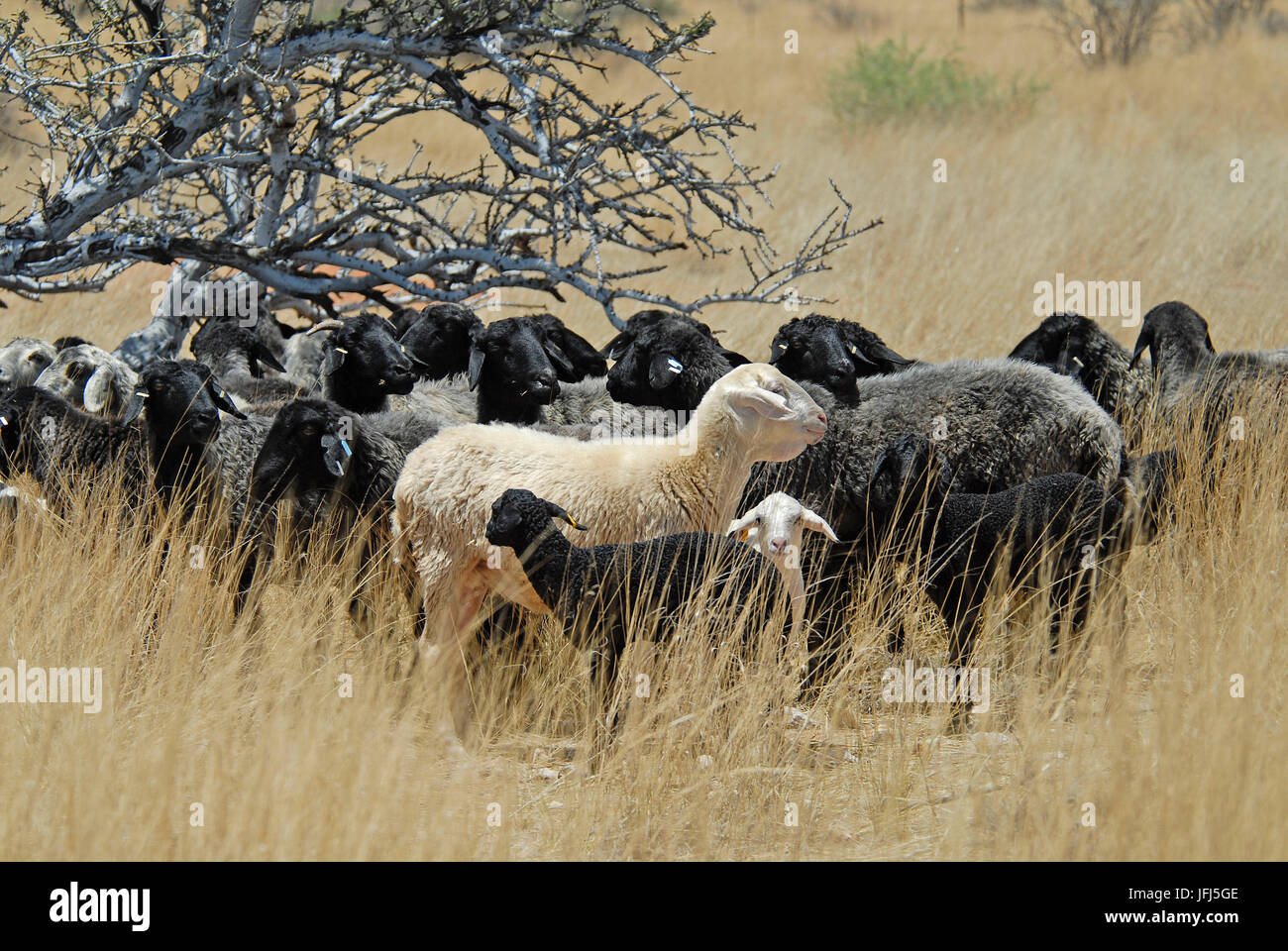 Afrika, Namibia, Kalahari, Tivoli Bauernhof, Karakul Schwerpunkte ...