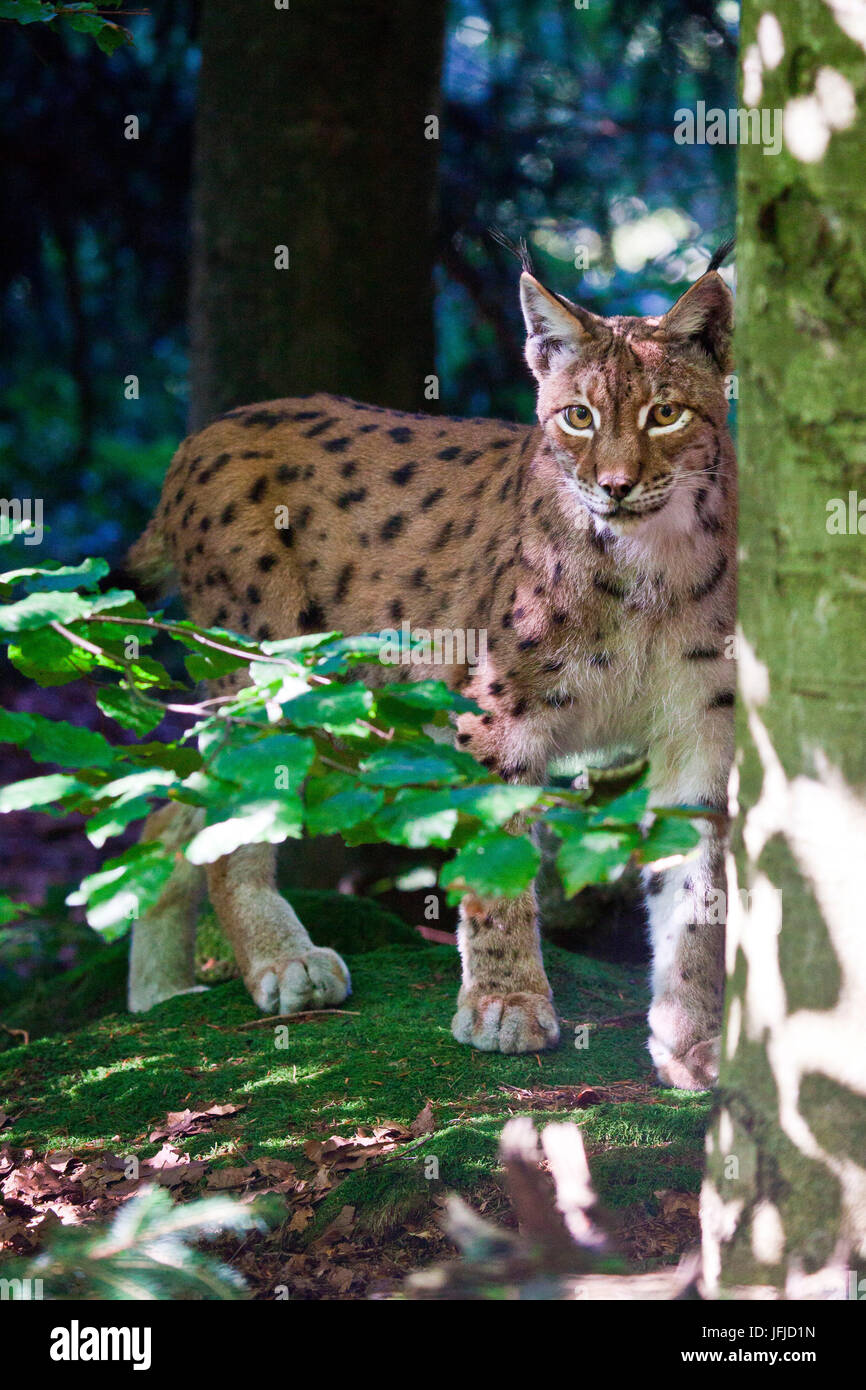 Der Europäische Luchs Wildkatze der Alpen, Deutschland, Europa ...