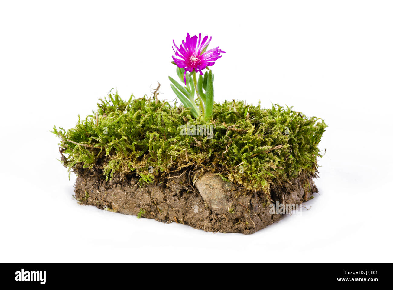 Platte von Erde und Gras mit Blume im Studio auf weißem Hintergrund ...