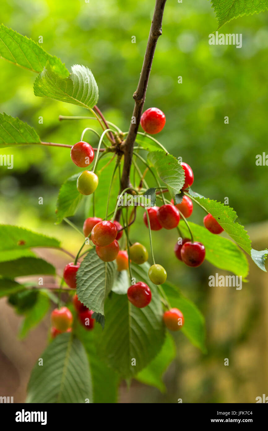 Kirsche kirschbaum -Fotos und -Bildmaterial in hoher Auflösung – Alamy