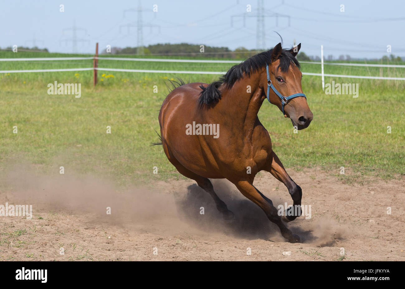 Sand galopp -Fotos und -Bildmaterial in hoher Auflösung – Alamy