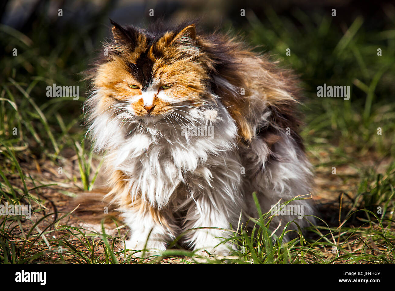 Hauskatze mit langen haaren -Fotos und -Bildmaterial in hoher Auflösung ...