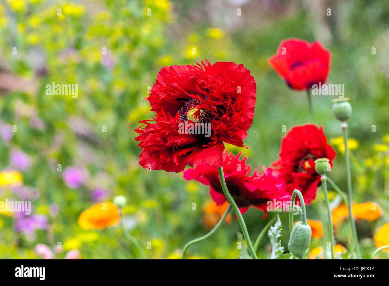 Papaver somniferum' Ernst Scarlet', Roter Mohn Stockfotografie - Alamy