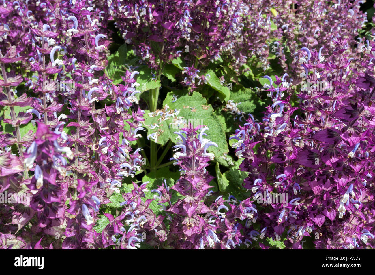 Lila salvia pflanzen -Fotos und -Bildmaterial in hoher Auflösung – Alamy