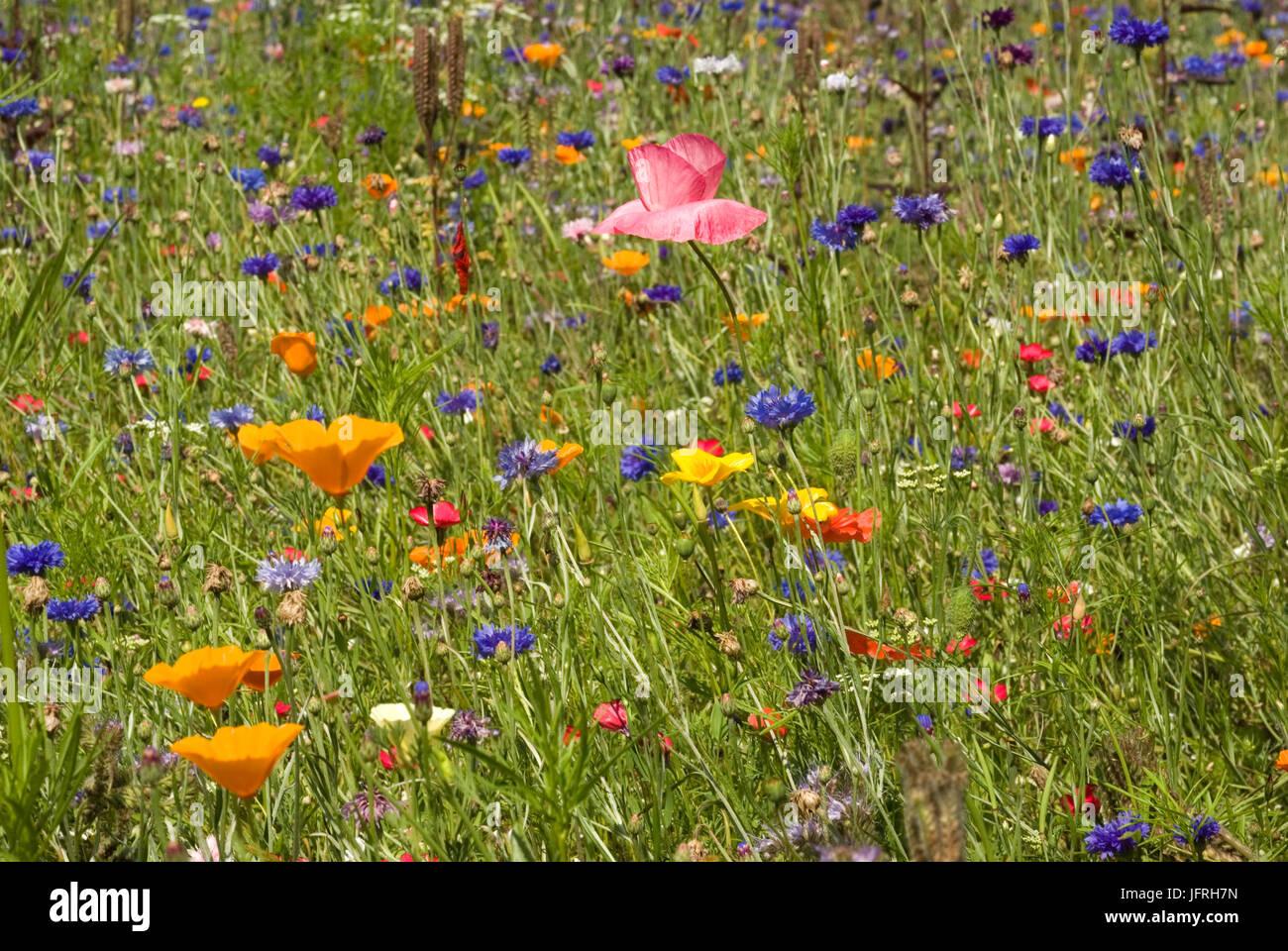 Planting mix -Fotos und -Bildmaterial in hoher Auflösung – Alamy
