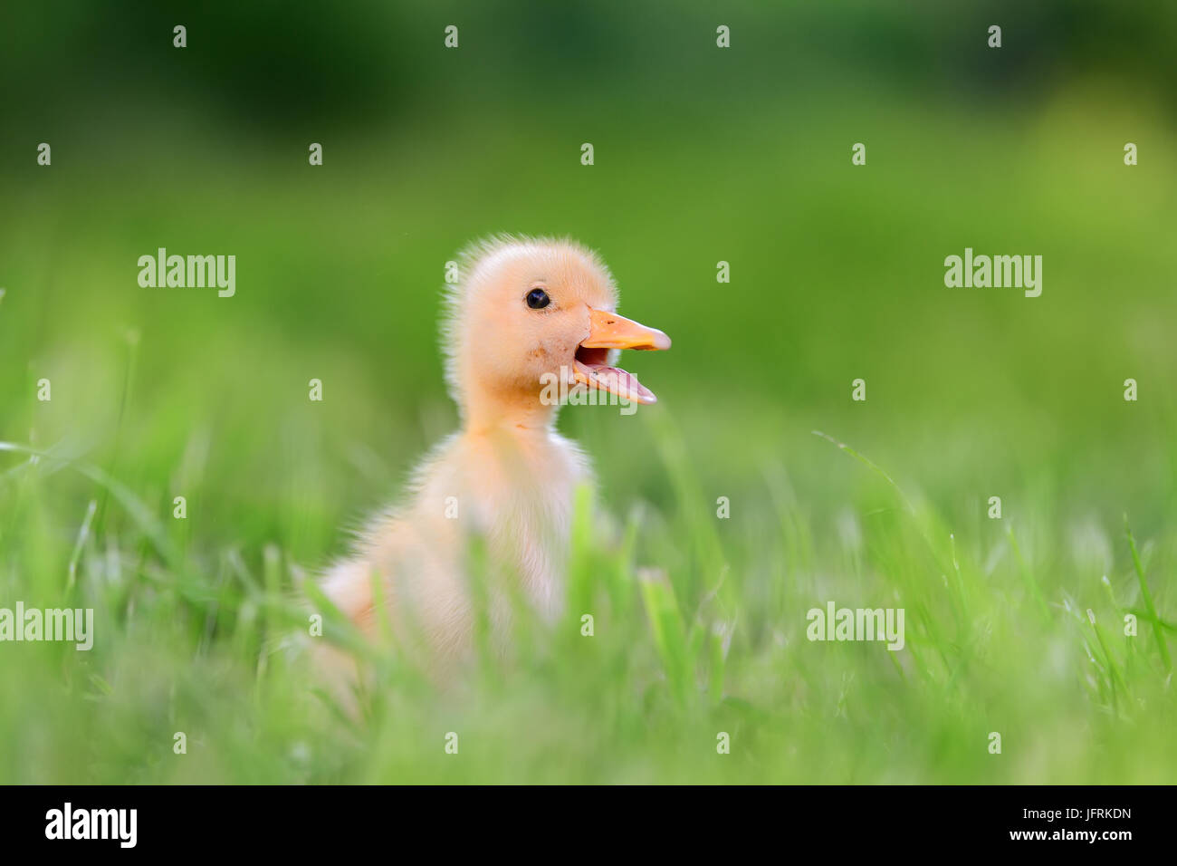 Gelbes entlein -Fotos und -Bildmaterial in hoher Auflösung – Alamy
