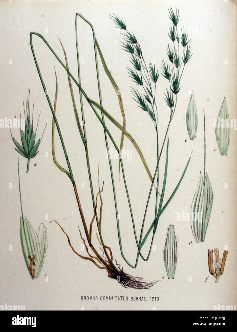 Bromus commutatus -Fotos und -Bildmaterial in hoher Auflösung – Alamy