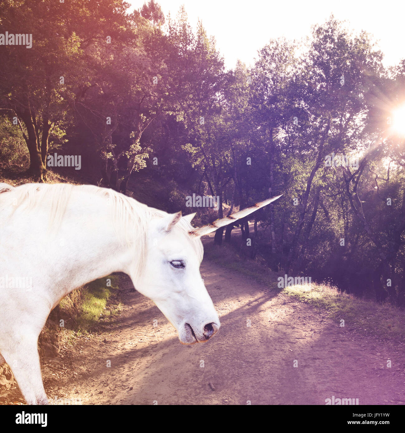 Einhorn sind echt -Fotos und -Bildmaterial in hoher Auflösung – Alamy