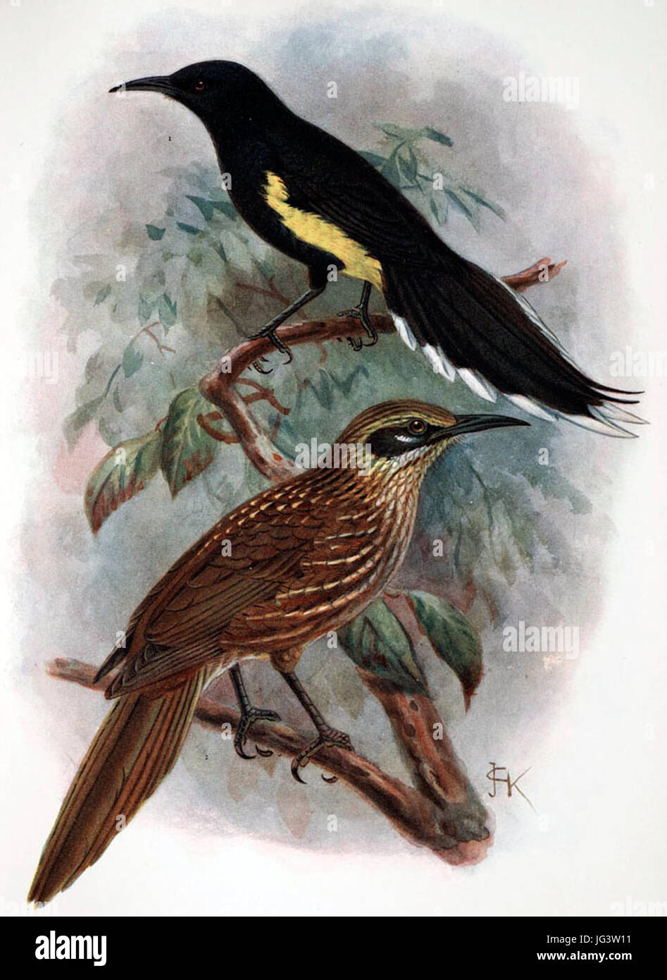 Moho apicalis -Fotos und -Bildmaterial in hoher Auflösung – Alamy