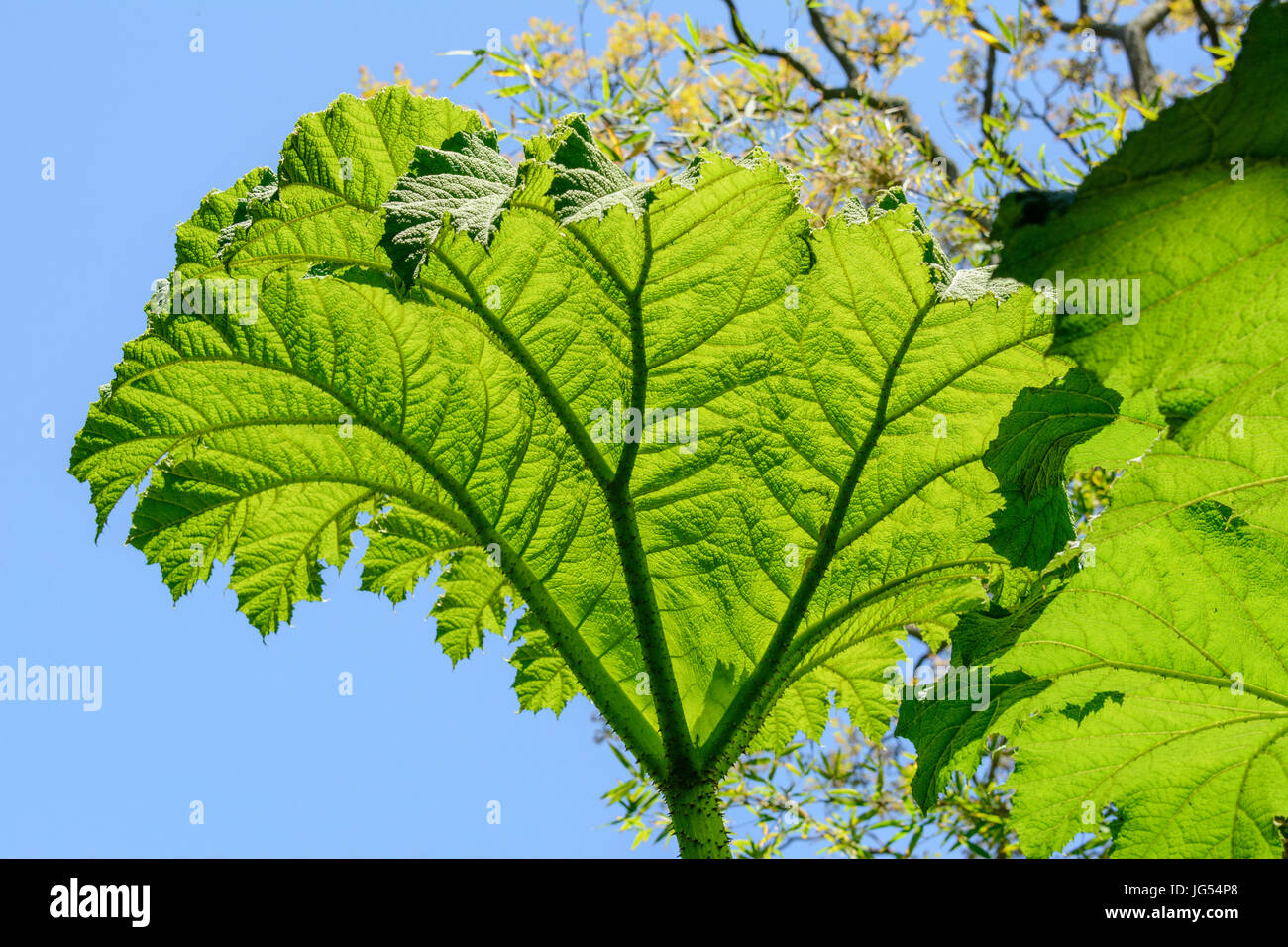 Der riesige rhabarber -Fotos und -Bildmaterial in hoher Auflösung – Alamy