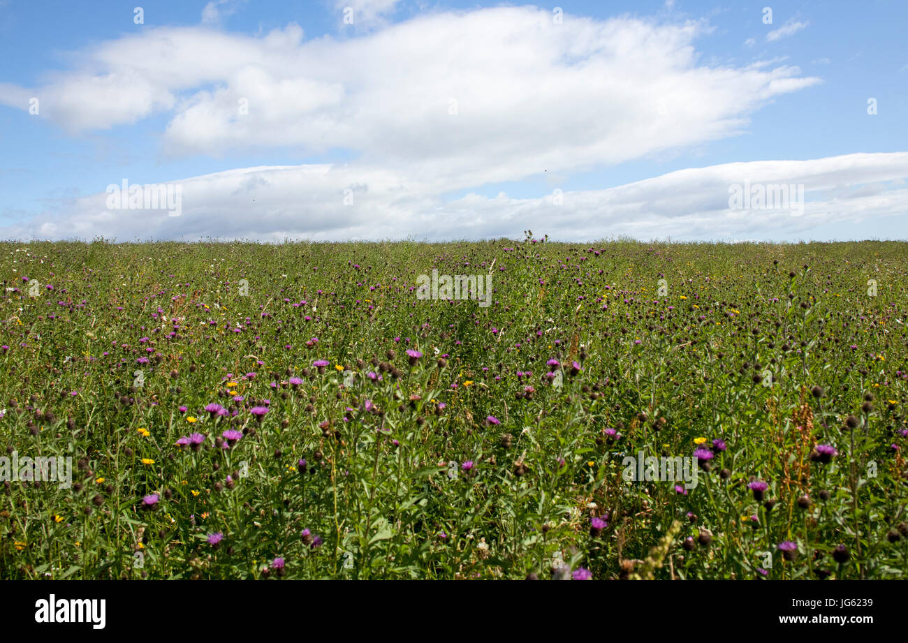 Blumen in der tierwiese -Fotos und -Bildmaterial in hoher Auflösung – Alamy