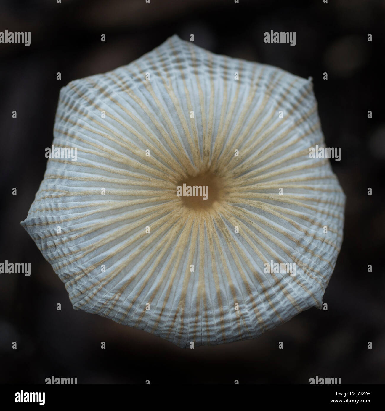Gattung der pilze -Fotos und -Bildmaterial in hoher Auflösung – Alamy