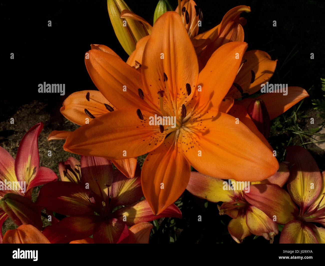 Bunte lilien -Fotos und -Bildmaterial in hoher Auflösung – Alamy
