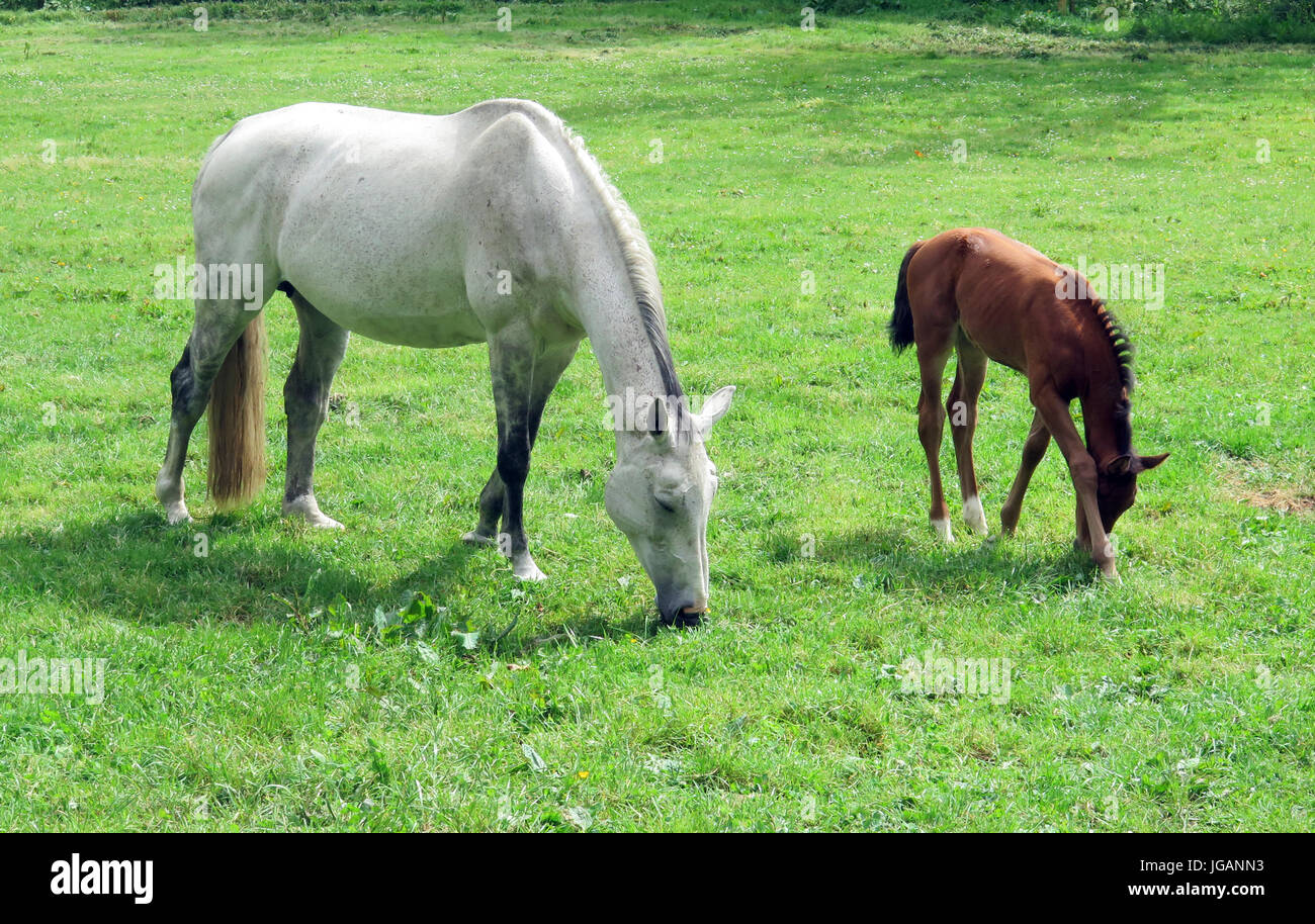 Fohlen stute -Fotos und -Bildmaterial in hoher Auflösung – Alamy