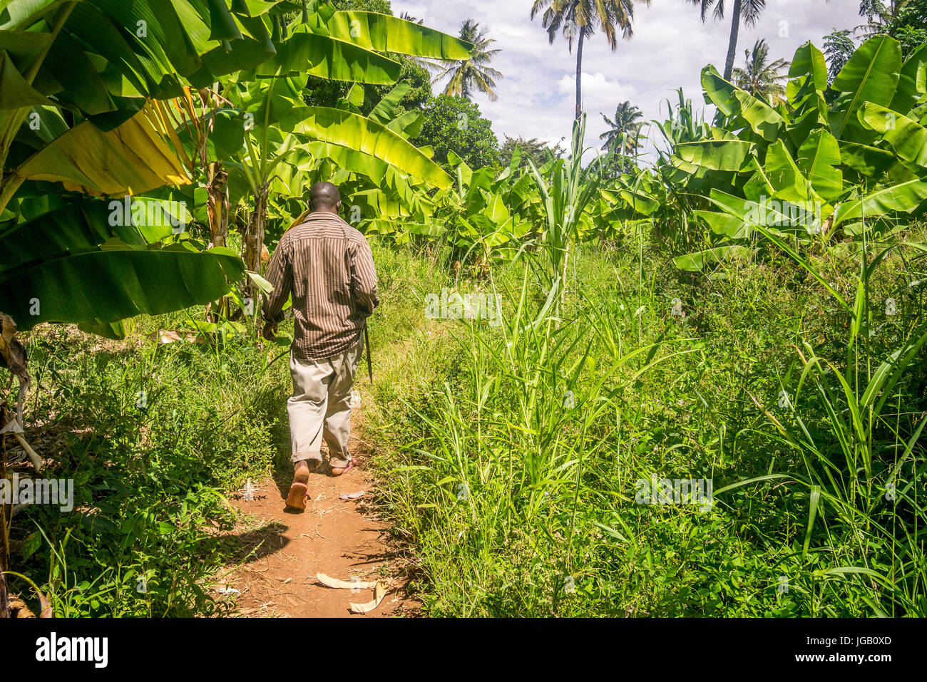 Giant cavendish banana plantation -Fotos und -Bildmaterial in hoher ...