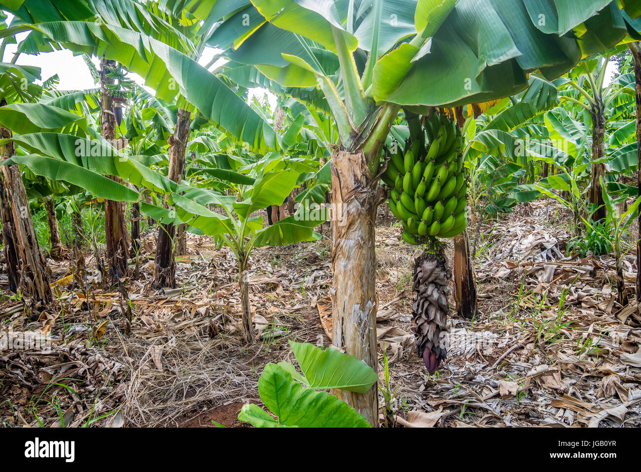 Cavendish banana tree -Fotos und -Bildmaterial in hoher Auflösung – Alamy