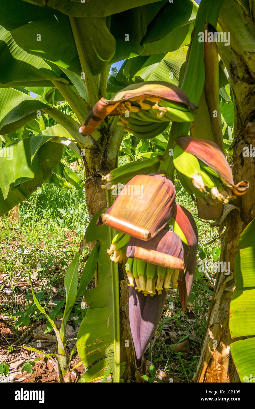 Cavendish banana tree -Fotos und -Bildmaterial in hoher Auflösung – Alamy