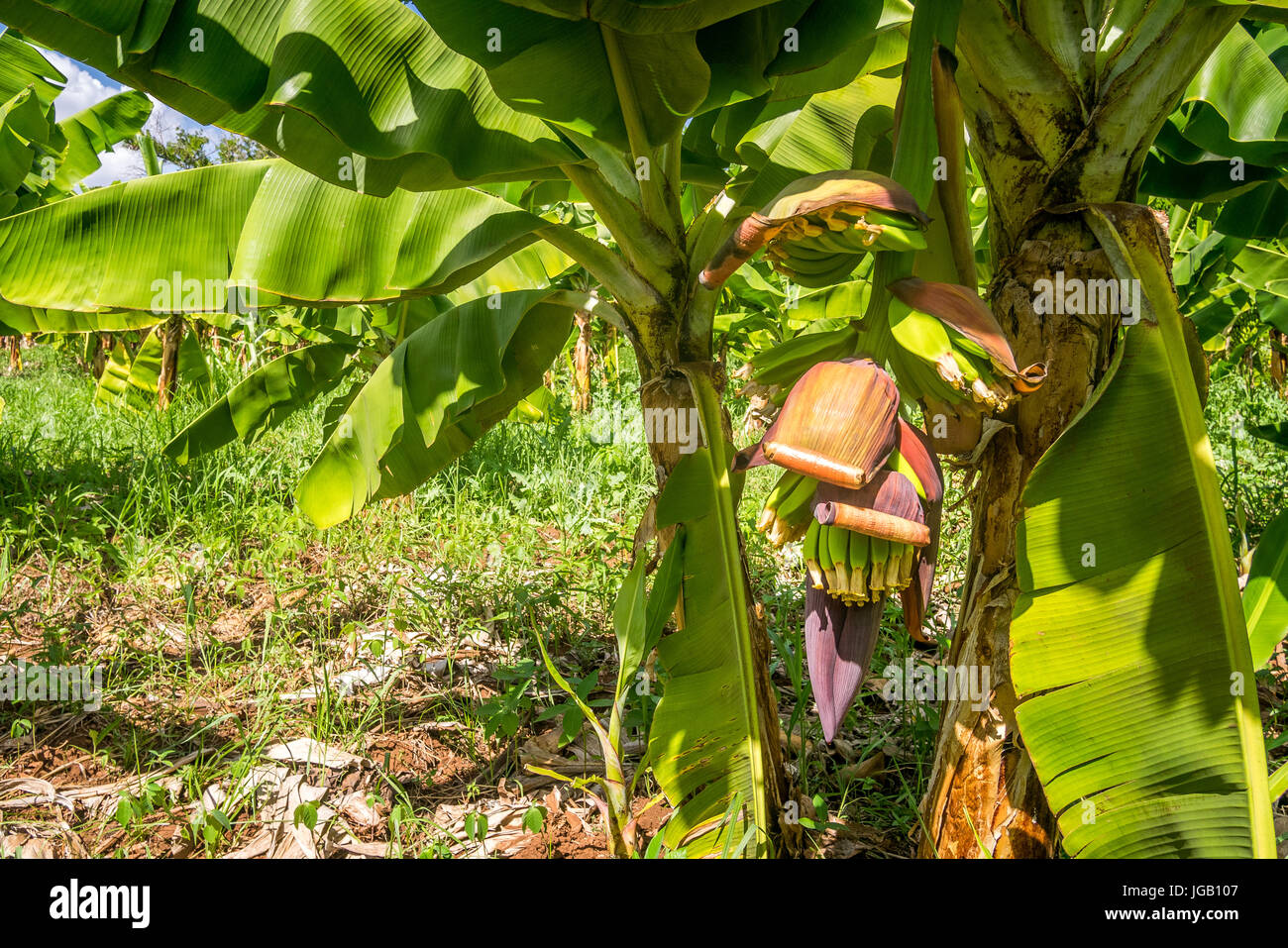 Cavendish banana tree -Fotos und -Bildmaterial in hoher Auflösung – Alamy