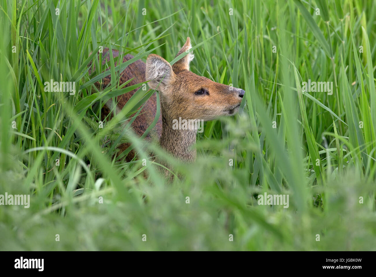 Hydropotes inermis -Fotos und -Bildmaterial in hoher Auflösung – Alamy