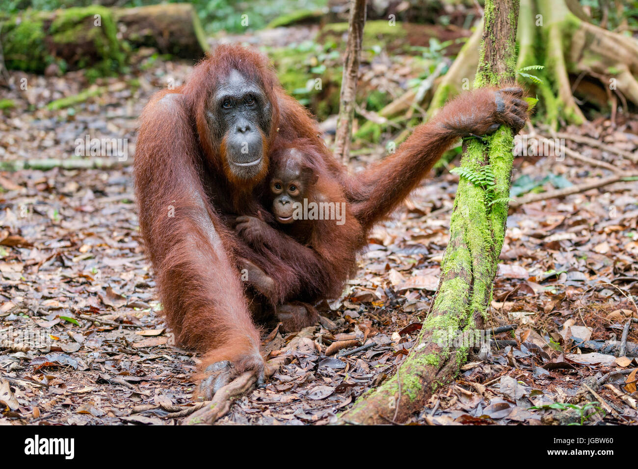 Affe klettert im wald -Fotos und -Bildmaterial in hoher Auflösung – Alamy