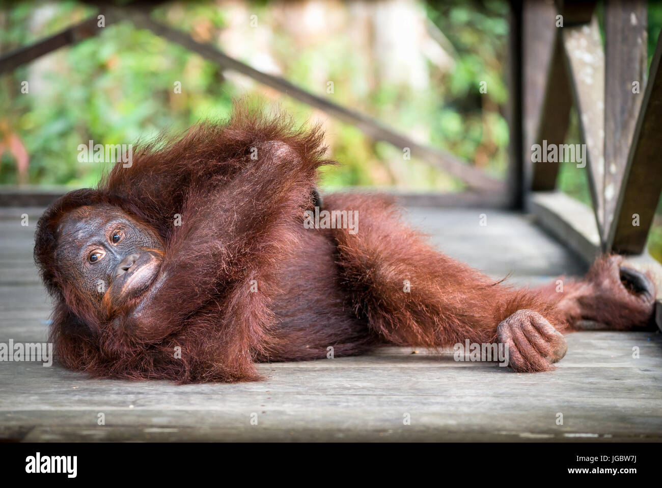 Affe klettert im wald -Fotos und -Bildmaterial in hoher Auflösung – Alamy