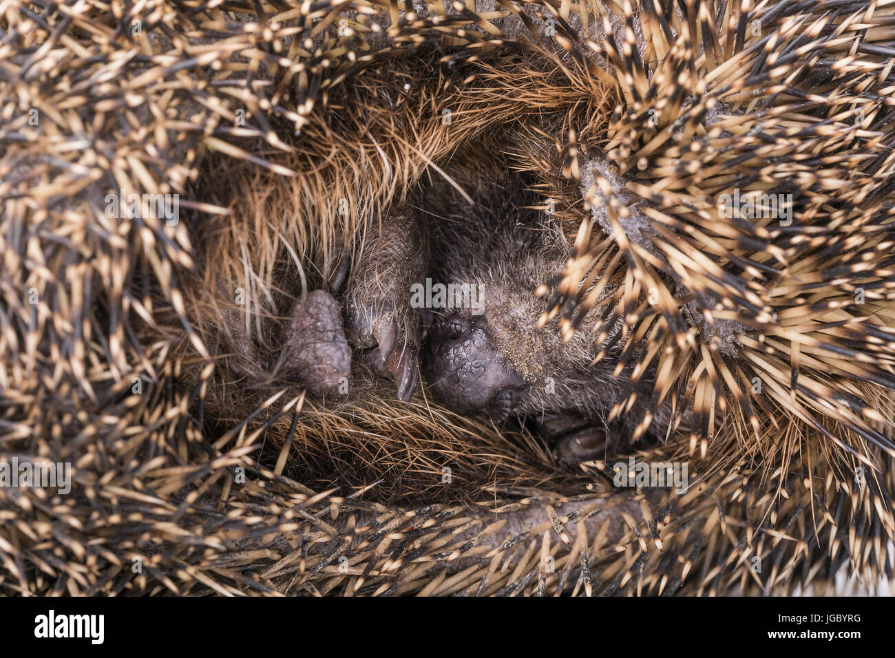 Igel niedlich -Fotos und -Bildmaterial in hoher Auflösung – Alamy