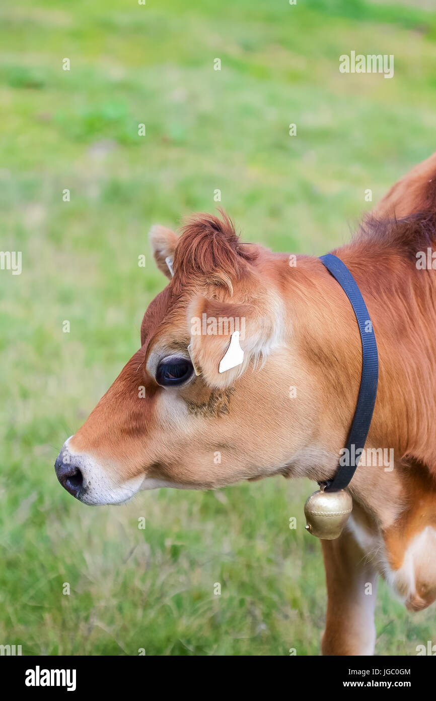Kuh eins -Fotos und -Bildmaterial in hoher Auflösung – Alamy