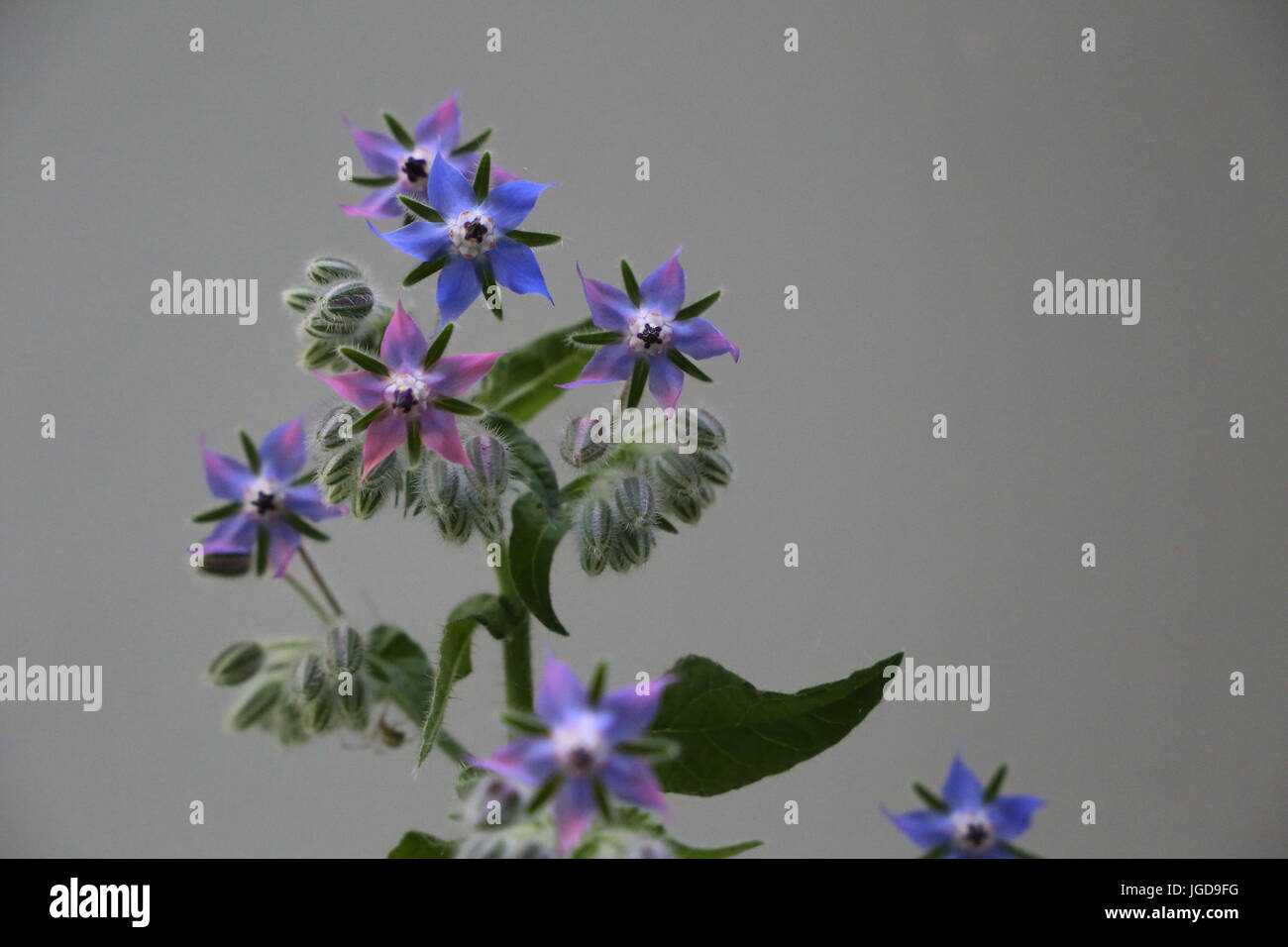 Borretsch blumendetail -Fotos und -Bildmaterial in hoher Auflösung – Alamy