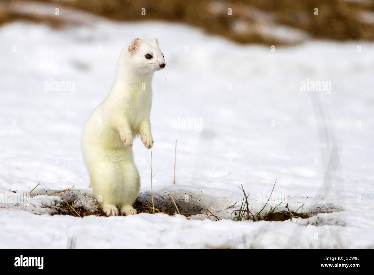 Hermelin im schnee -Fotos und -Bildmaterial in hoher Auflösung – Alamy