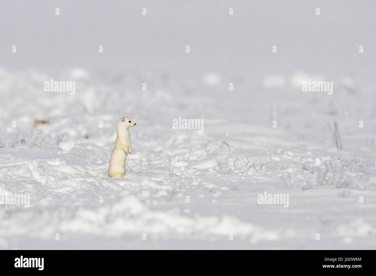 Hermelin im schnee -Fotos und -Bildmaterial in hoher Auflösung – Alamy